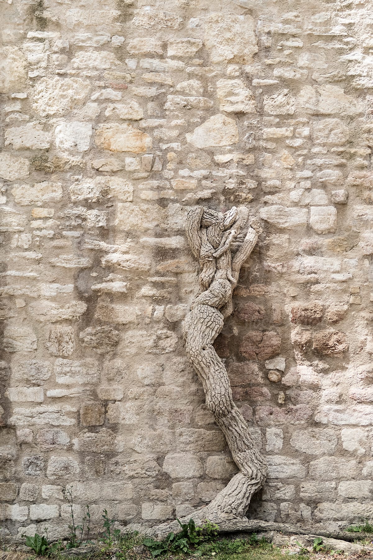 "Mysterious Tree Trunk Growing On A Wall" by Stocksy Contributor ...