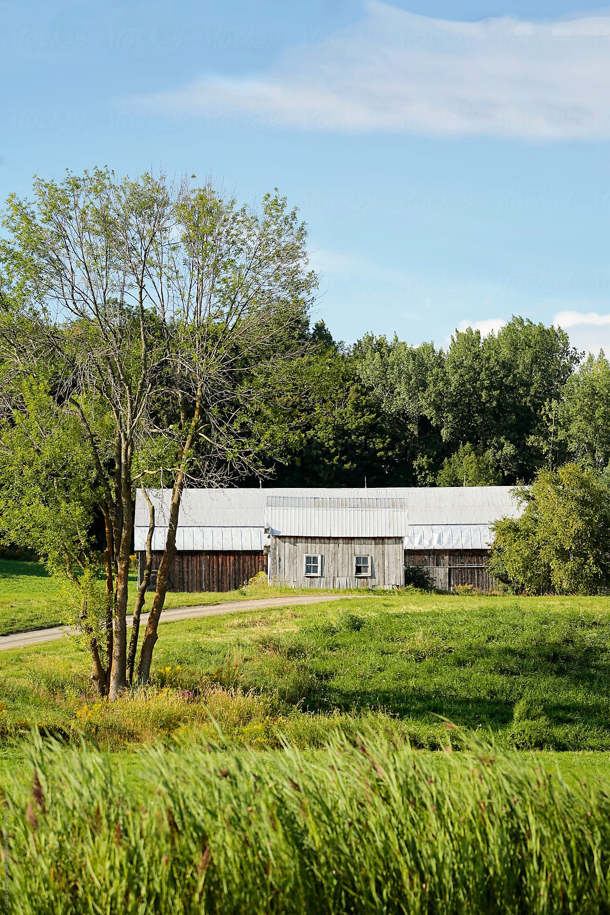 "Old Barn On Hill In Summer" by Stocksy Contributor "Sandra Cunningham ...