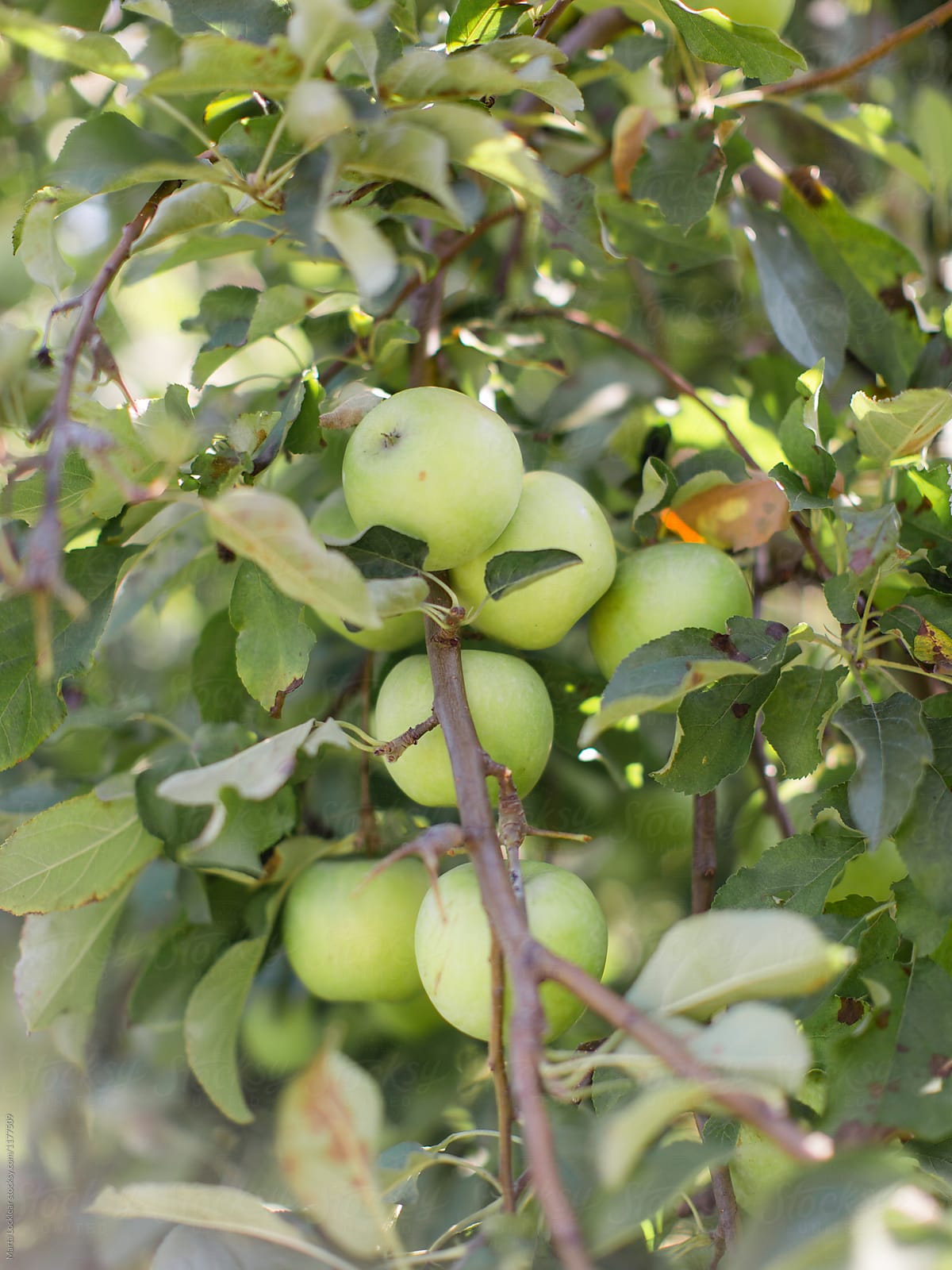 "Apple Orchard" by Stocksy Contributor "Marta Locklear" - Stocksy