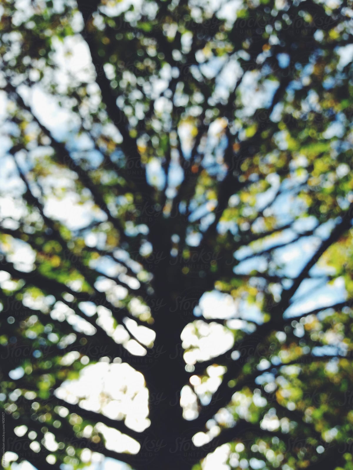 "Large Maple Tree, Blurred Focus" by Stocksy Contributor "Rialto Images ...