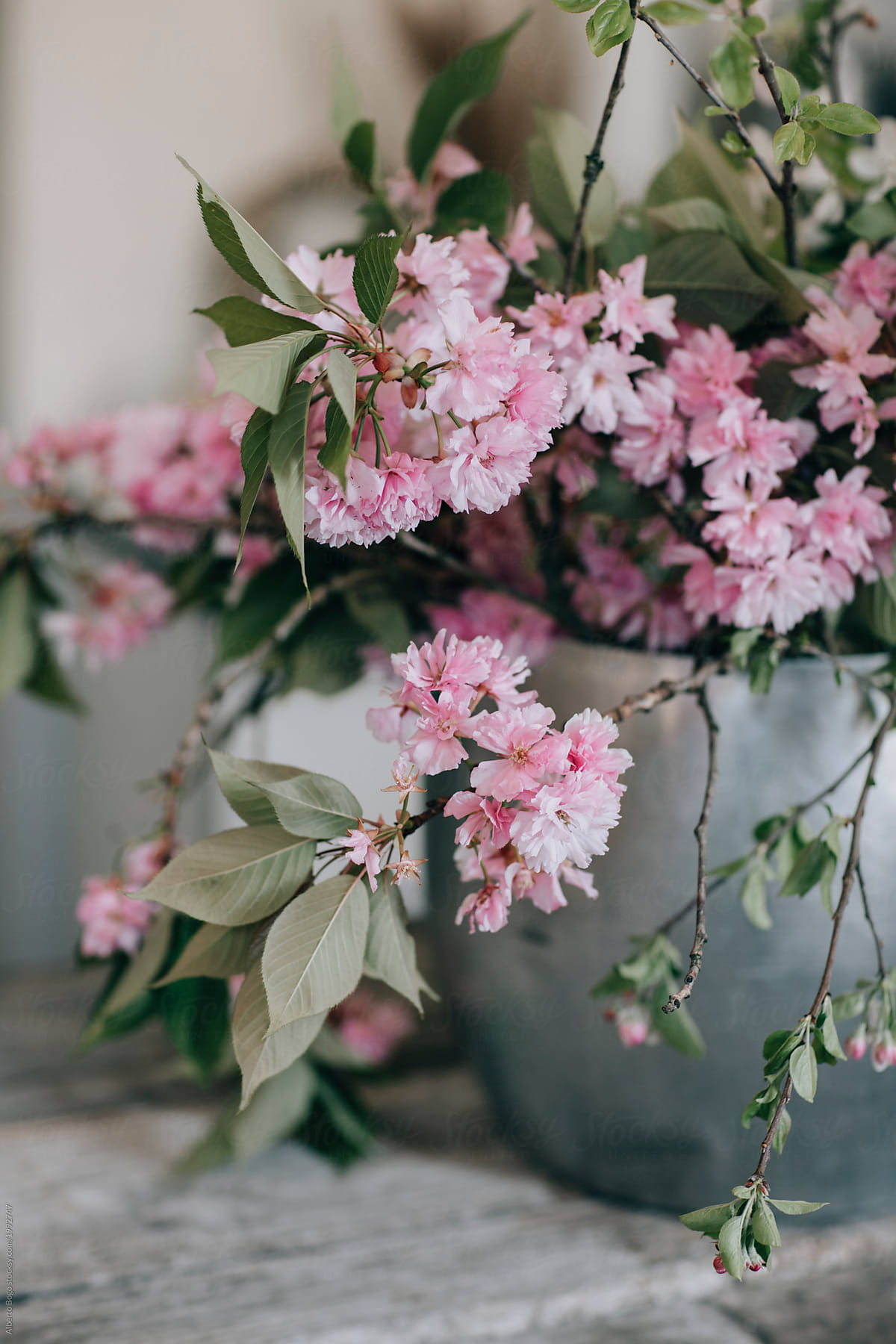 "Buckets Of Pink Flowers For Arranging." by Stocksy Contributor "Studio ...