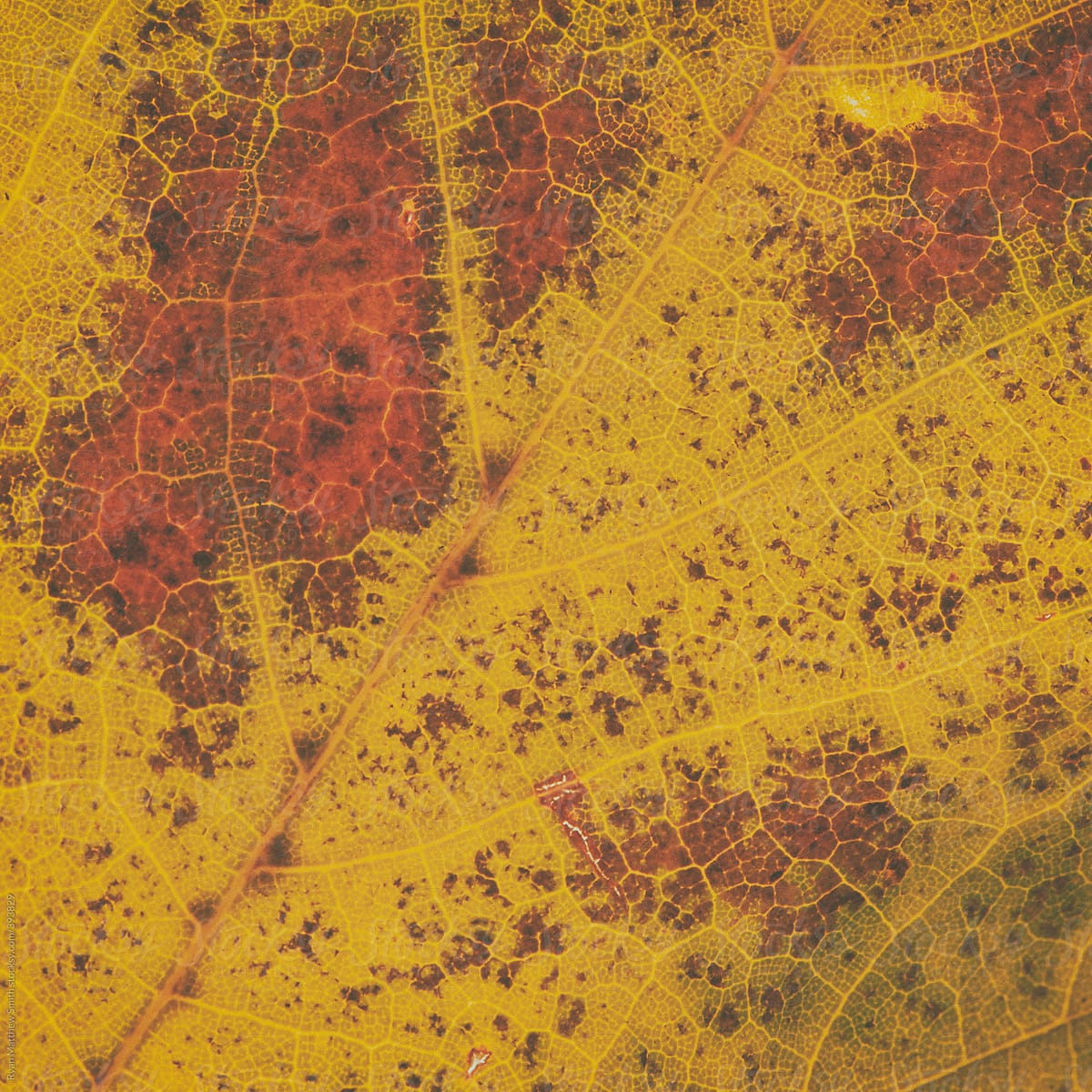 "Decaying Autumn Leaf" by Stocksy Contributor "Ryan Matthew Smith ...