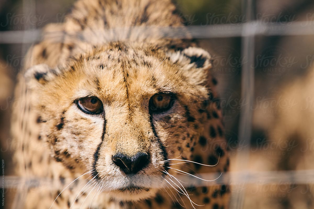 "Captive Cheetah Through A Fence" by Stocksy Contributor "Juno" - Stocksy
