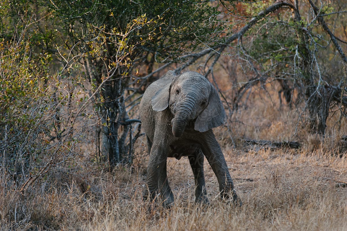 "Baby Elephant With Attitude" by Stocksy Contributor "Bruce And Rebecca ...