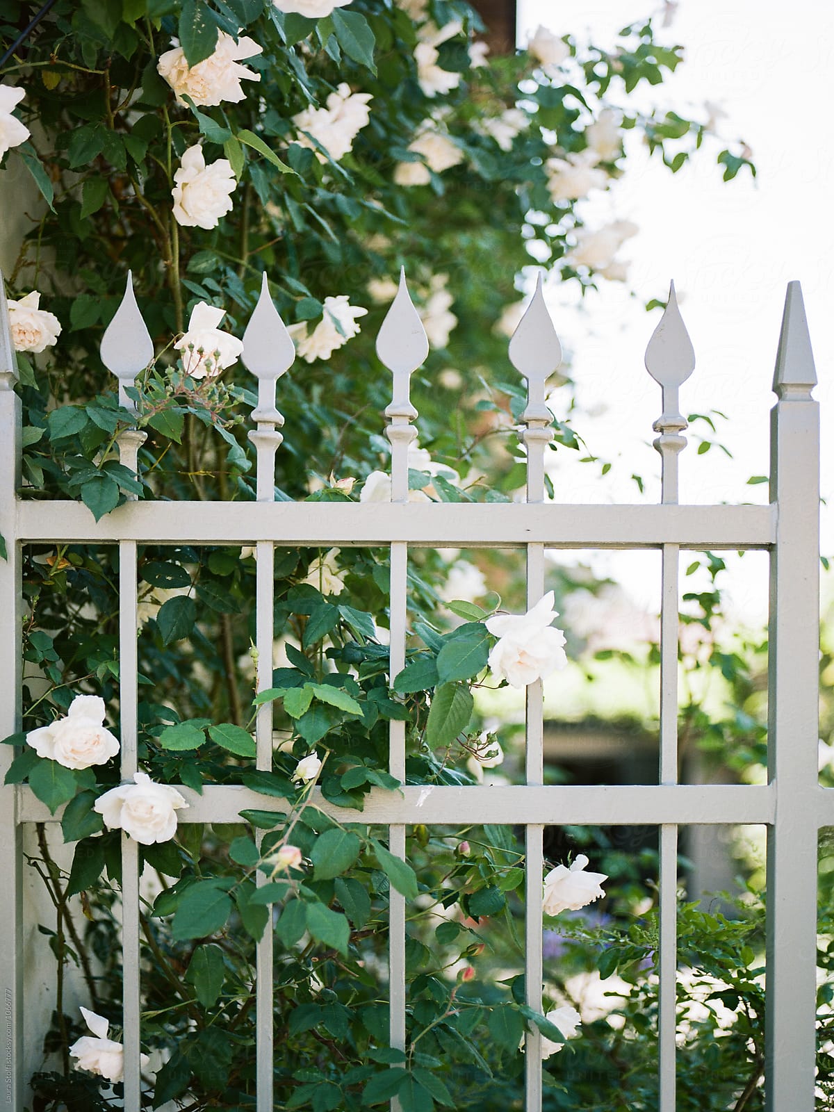 "Lush Shrub Of White Roses Climbs On Iron Gate" by Stocksy Contributor ...