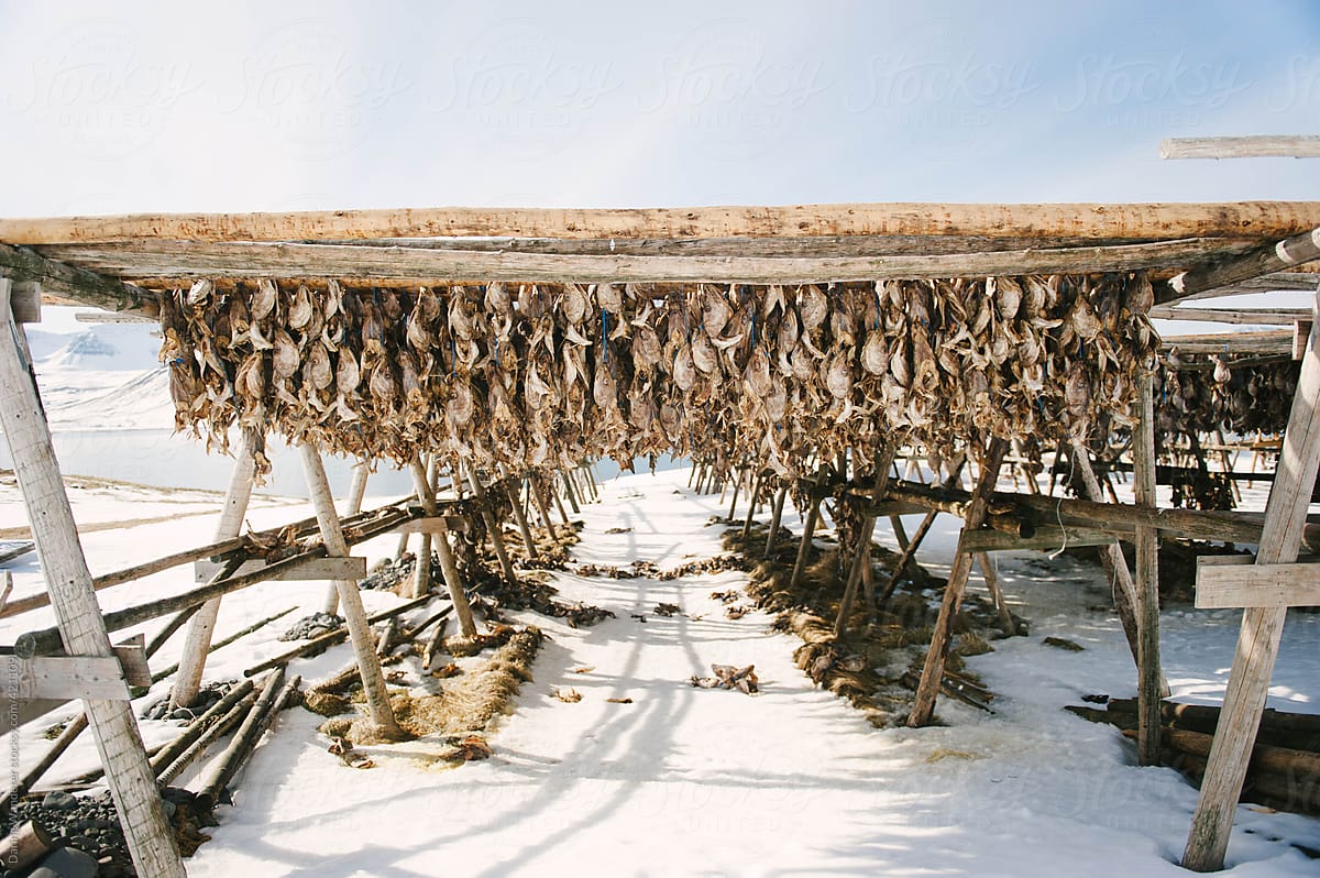 "Wind-dried Fish Drying Station In Iceland" by Stocksy Contributor ...