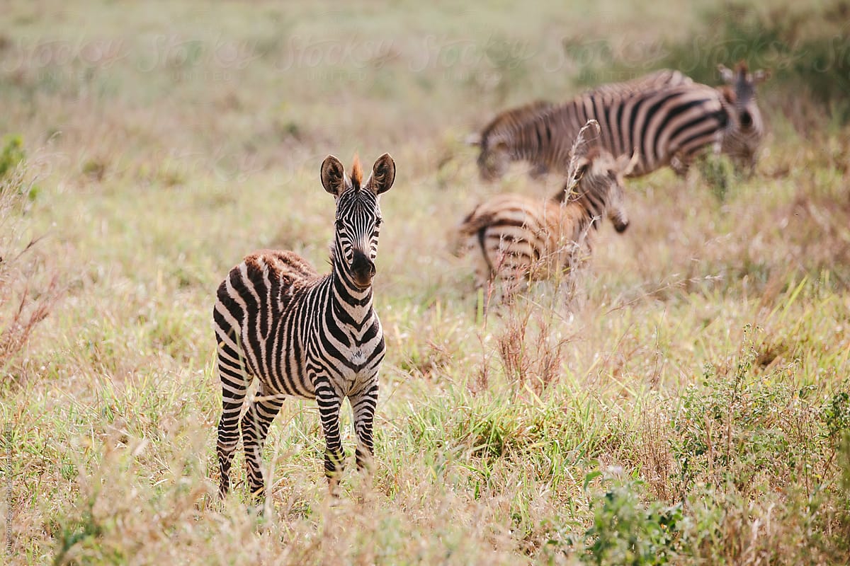 "Baby Zebra" by Stocksy Contributor "Cameron Zegers" - Stocksy