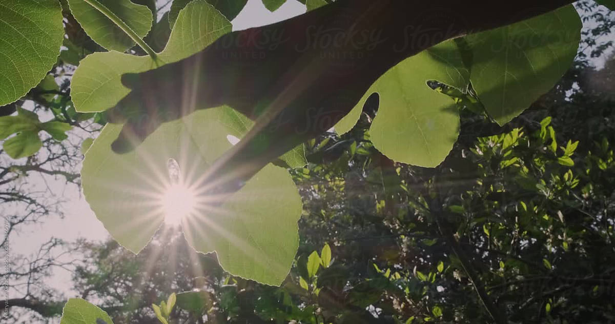 "Reaching Into Nature, Sunshine And Hope" by Stocksy Contributor ...