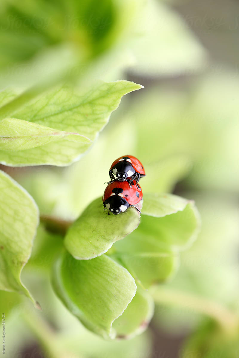 "Mating Ladybugs On A Flower" by Stocksy Contributor "Marcel" - Stocksy