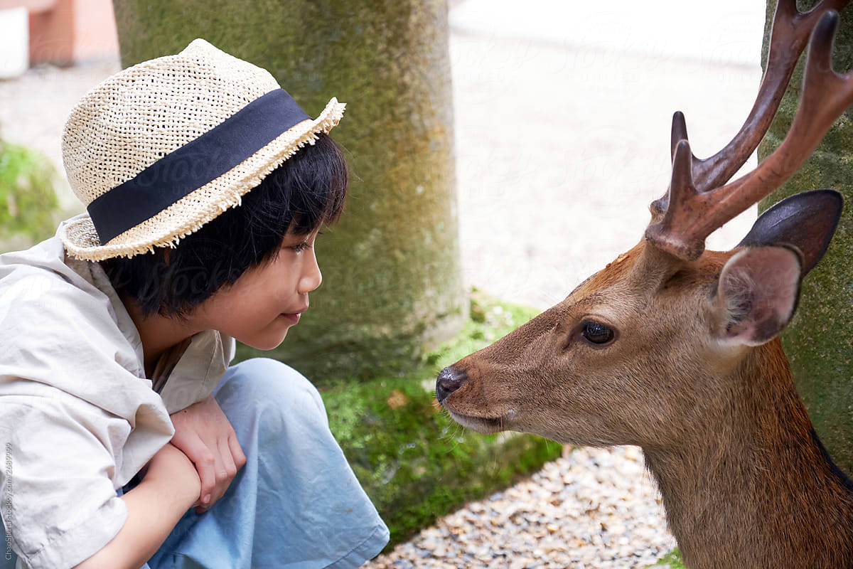 "Asian Little Girl With Sika Deer, In Nara, Japan" by Stocksy ...