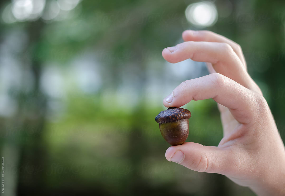"Hand Of A Child Holding An Acorn That Fell From A Tree" by Stocksy ...