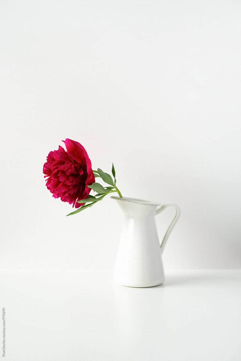 "Single Peony Flower In A Pitcher On White" by Stocksy Contributor ...