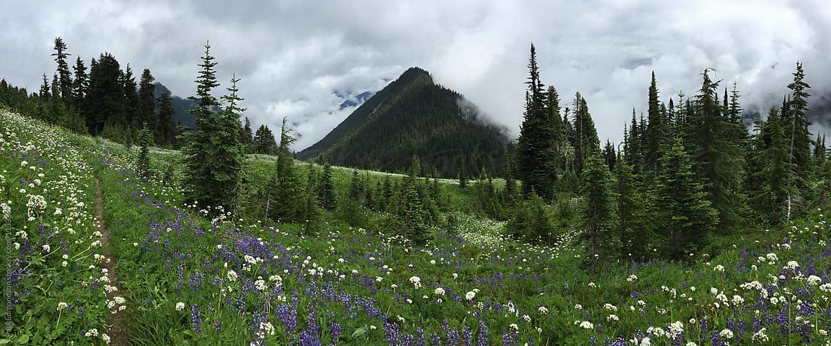 "Alpine Wildflower Meadow In The North Cascades, WA" by Stocksy ...