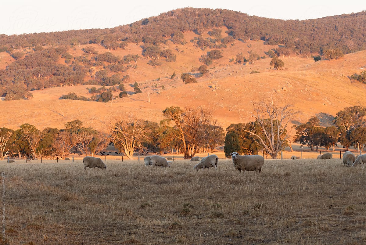 "Sheep On An Australian Farm In Victoria" by Stocksy Contributor "Gary ...
