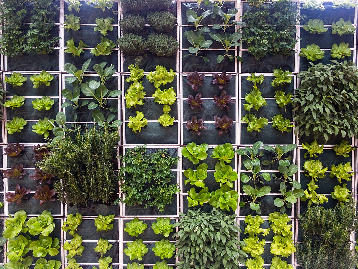 "Vertical Farming In A Garden" by Stocksy Contributor "Anna Malgina ...