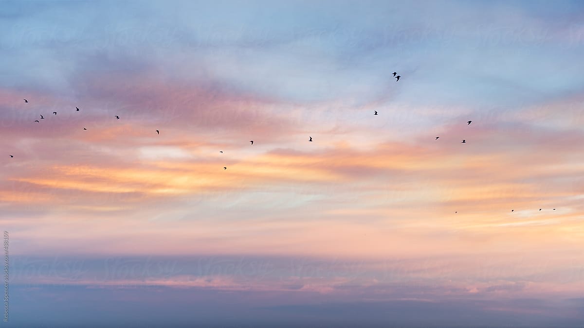 "Birds Flying Across Morning Sky" by Stocksy Contributor "Rebecca ...