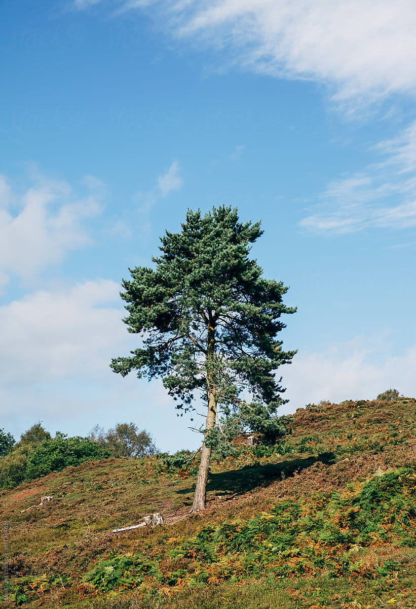 "Lone Pine Tree On Bickerton Hill, Cheshire, UK." by Stocksy ...