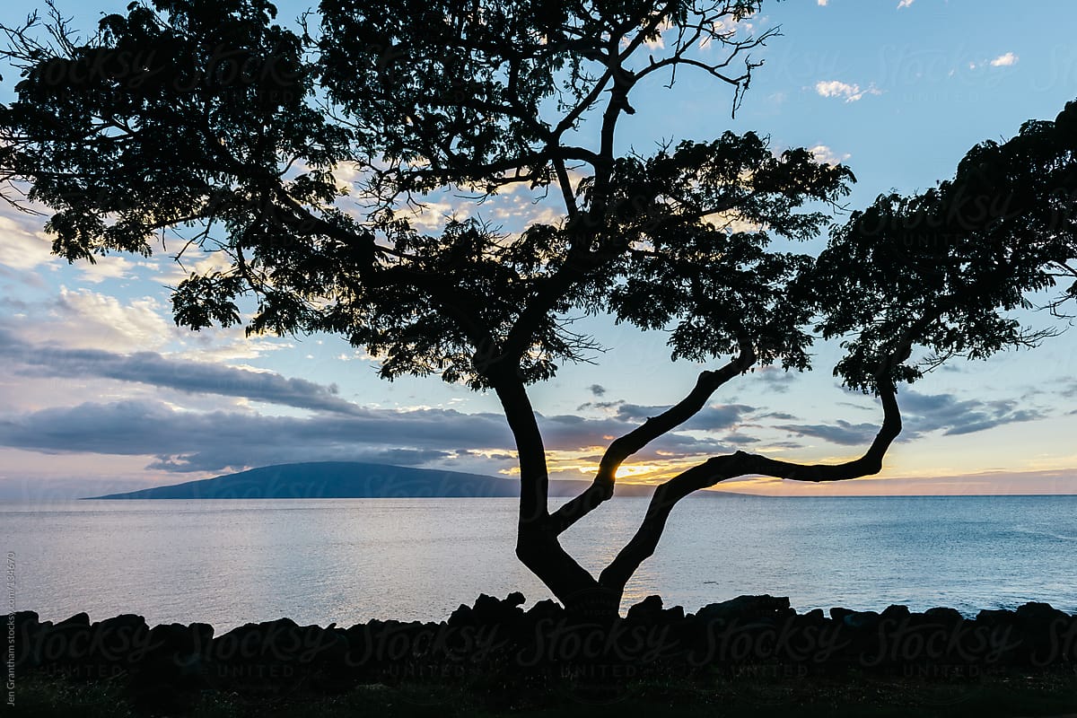 "Backlit Tree During Sunset" by Stocksy Contributor "Jen Grantham ...