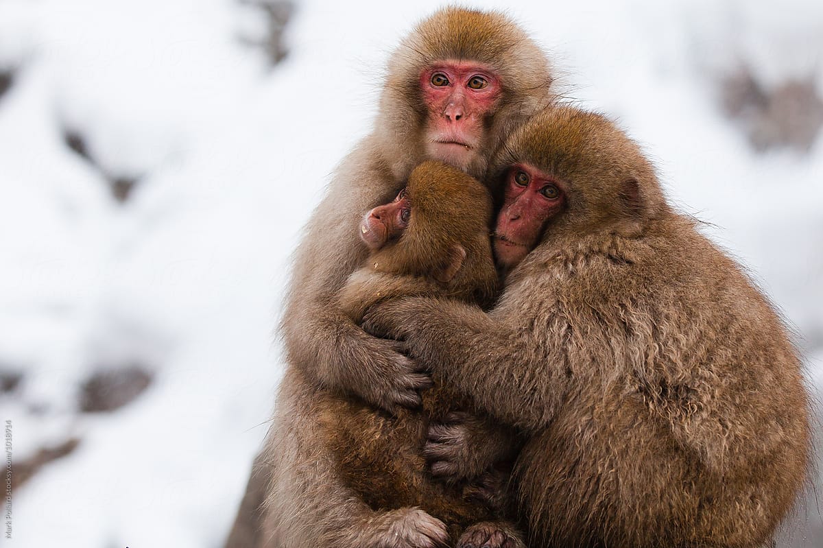 "A Macaque Family Hugging" by Stocksy Contributor "Mark Pollard" - Stocksy
