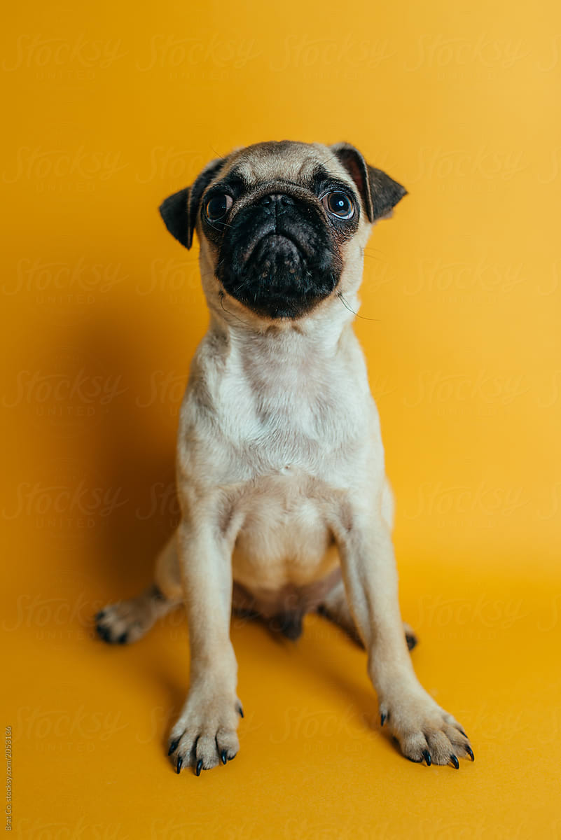 "Pug On Yellow Background" by Stocksy Contributor "Brat Co" - Stocksy