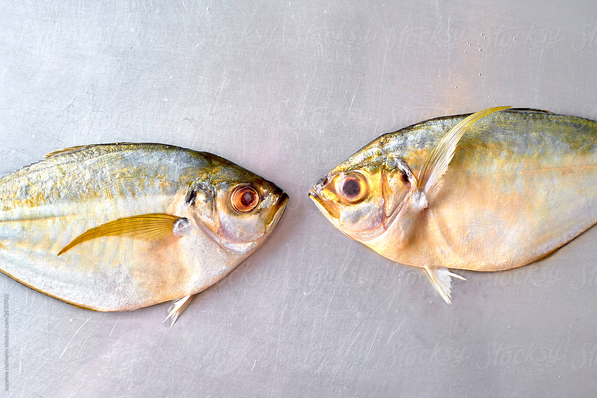 "Two Sassy Fish From The Market Staring Each Other Down" by Stocksy ...