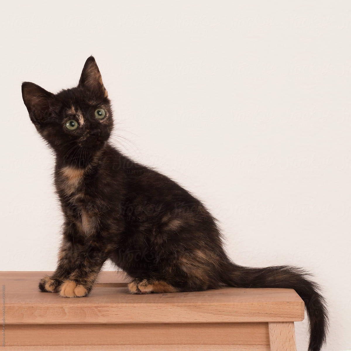 "Kitty" by Stocksy Contributor "Pepino De Mar Studio" - Stocksy