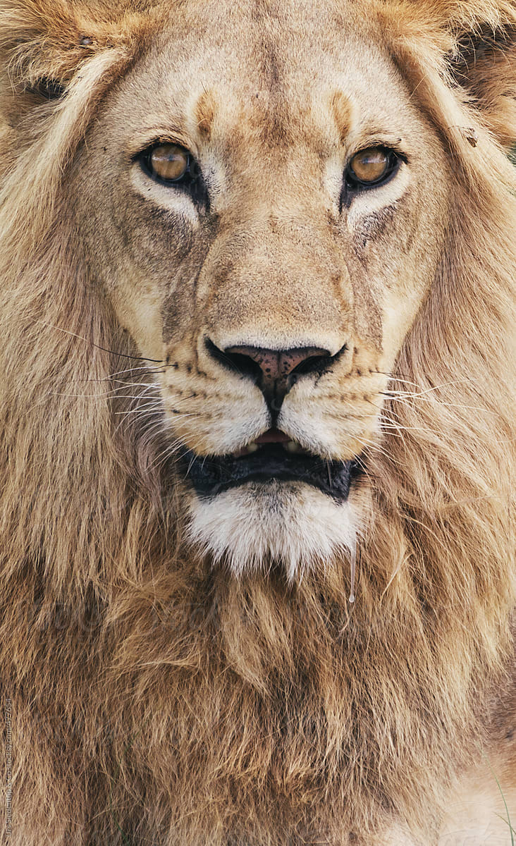 "Wild Lion Portrait" by Stocksy Contributor "Urs Siedentop & Co" - Stocksy