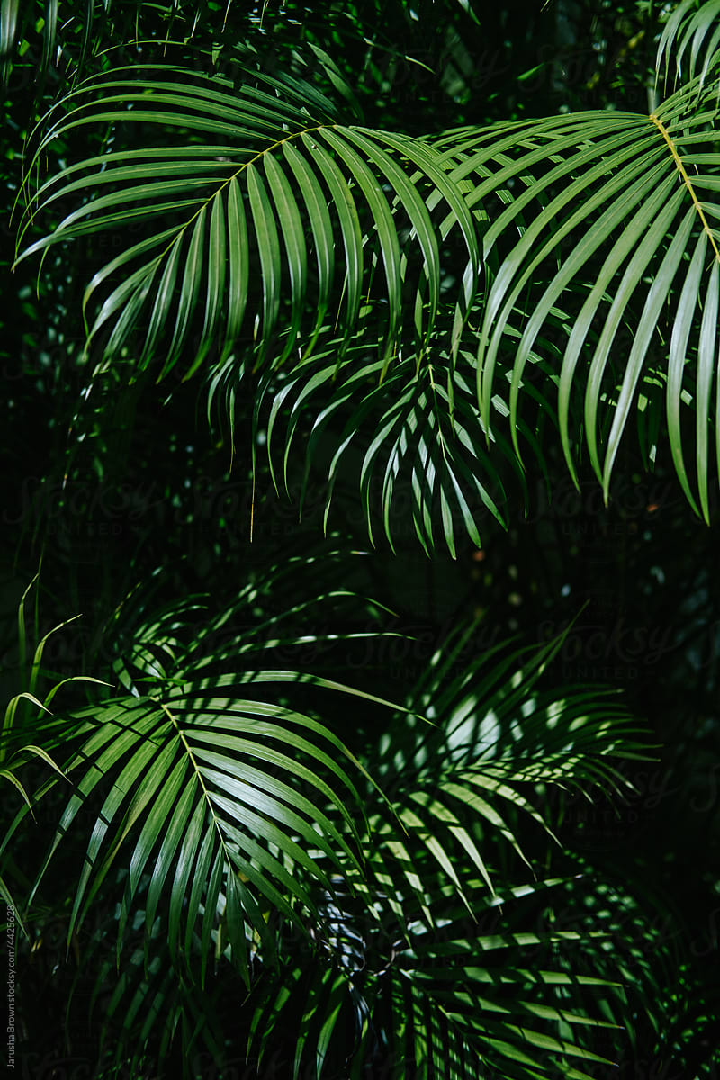 Palm Leaf Close Up