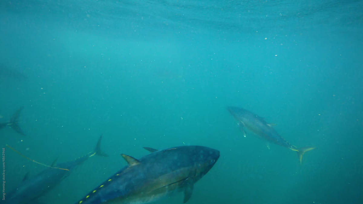 "Bluefin Tuna Feeding In Shallow At The Farm" by Stocksy Contributor ...