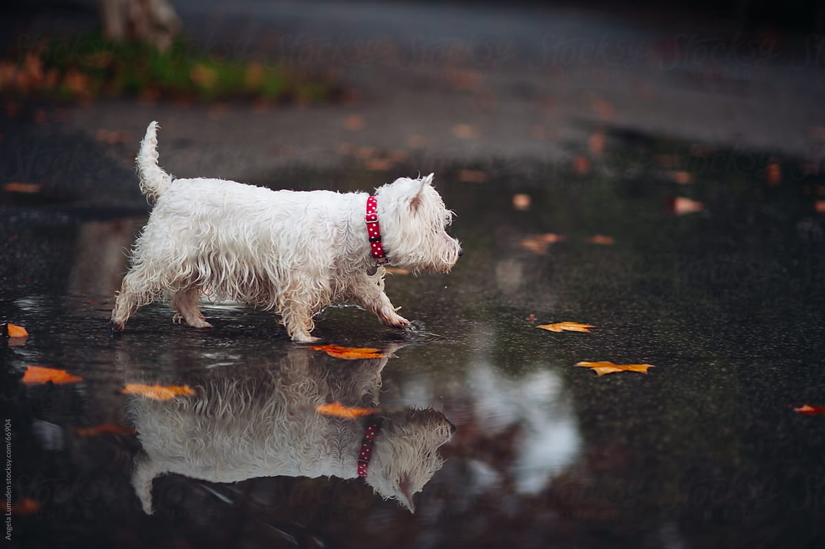 "Small White Dog Walking Through A Large Puddle" by Stocksy Contributor ...