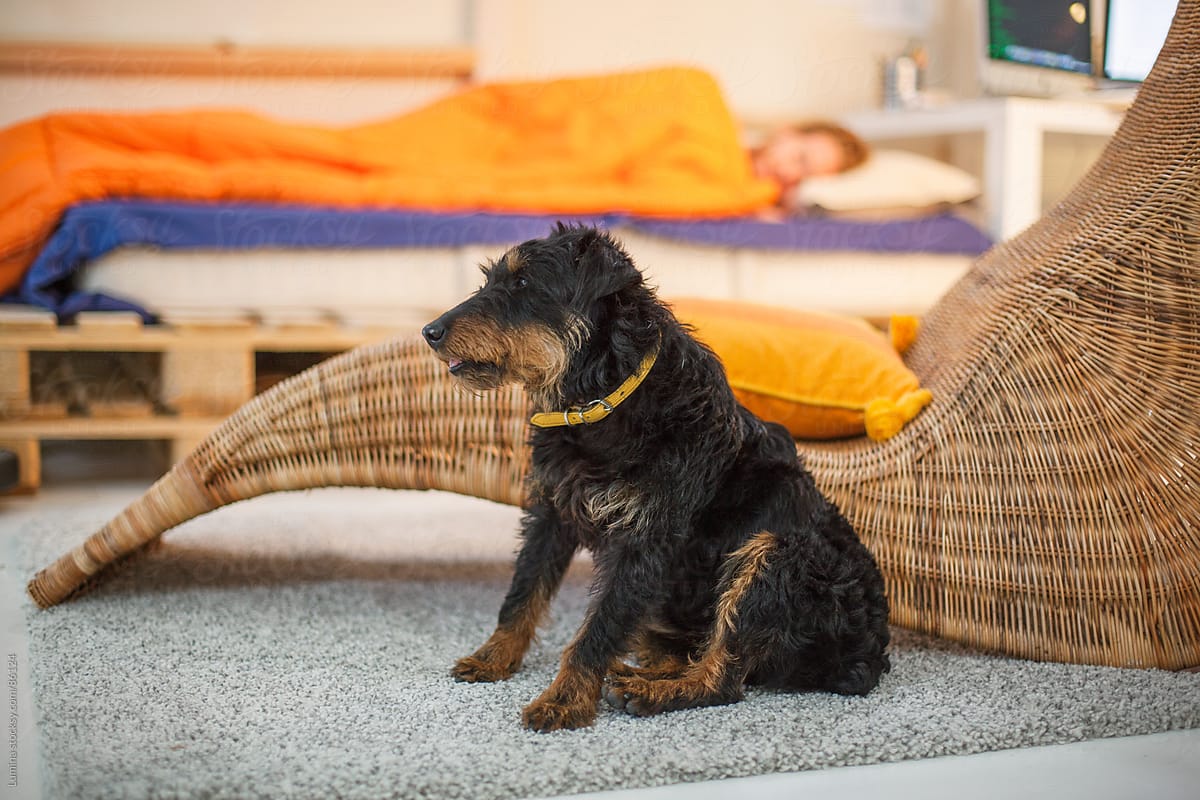 "Dog Keeping Watch Over Its Owner" by Stocksy Contributor "Lumina ...