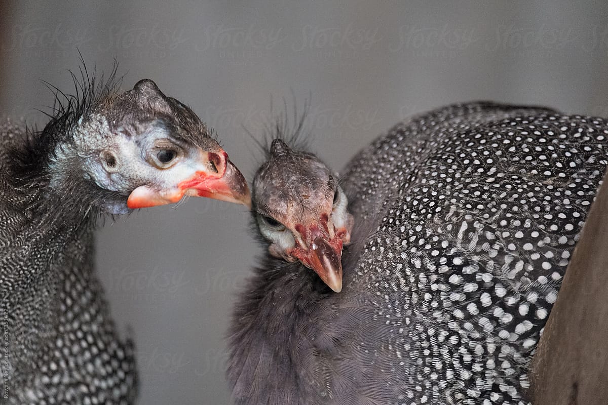 "Close Up Portrait Of Guinea Fowl" by Stocksy Contributor "Rowena ...