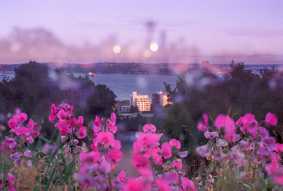 "Pink Flowers And Overlook Of Seattle Waterfront" by Stocksy ...