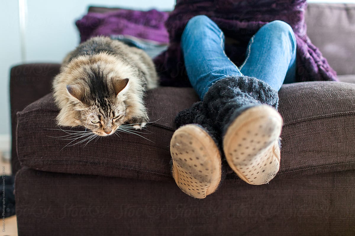 "Cat Lounging With Owner" by Stocksy Contributor "Daniel Kim ...