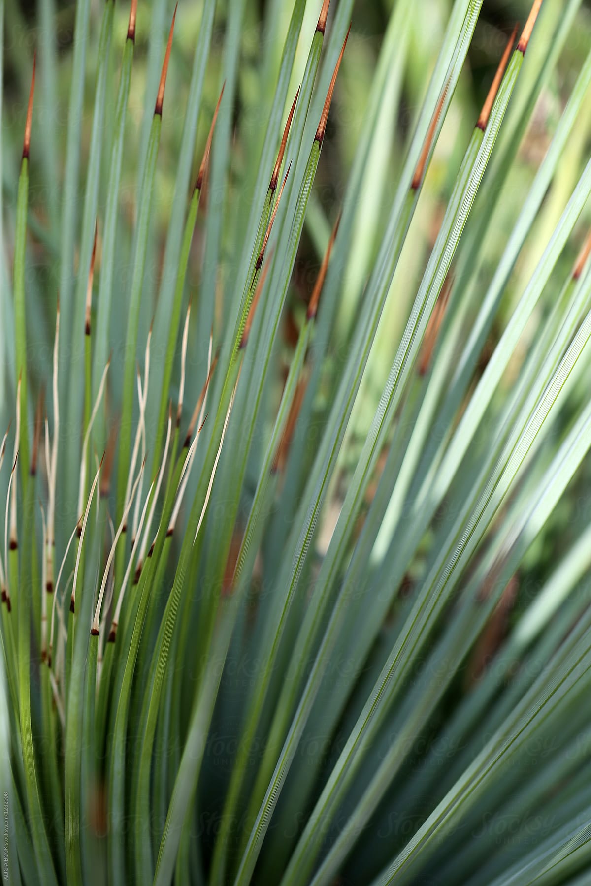 "Close Up Of Thin Sharp Cactus Leaves" by Stocksy Contributor "ALICIA ...