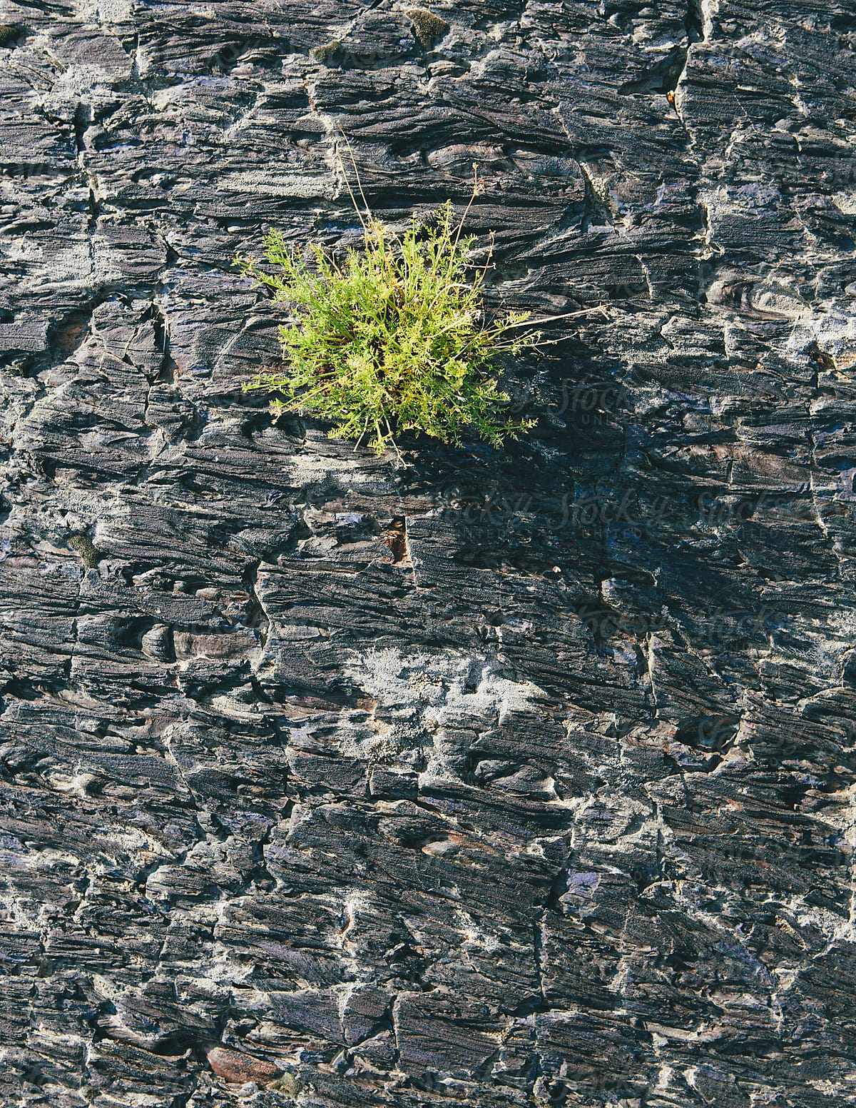"Volcanic Rock From Lava Flow With Small Native Plants" by Stocksy ...