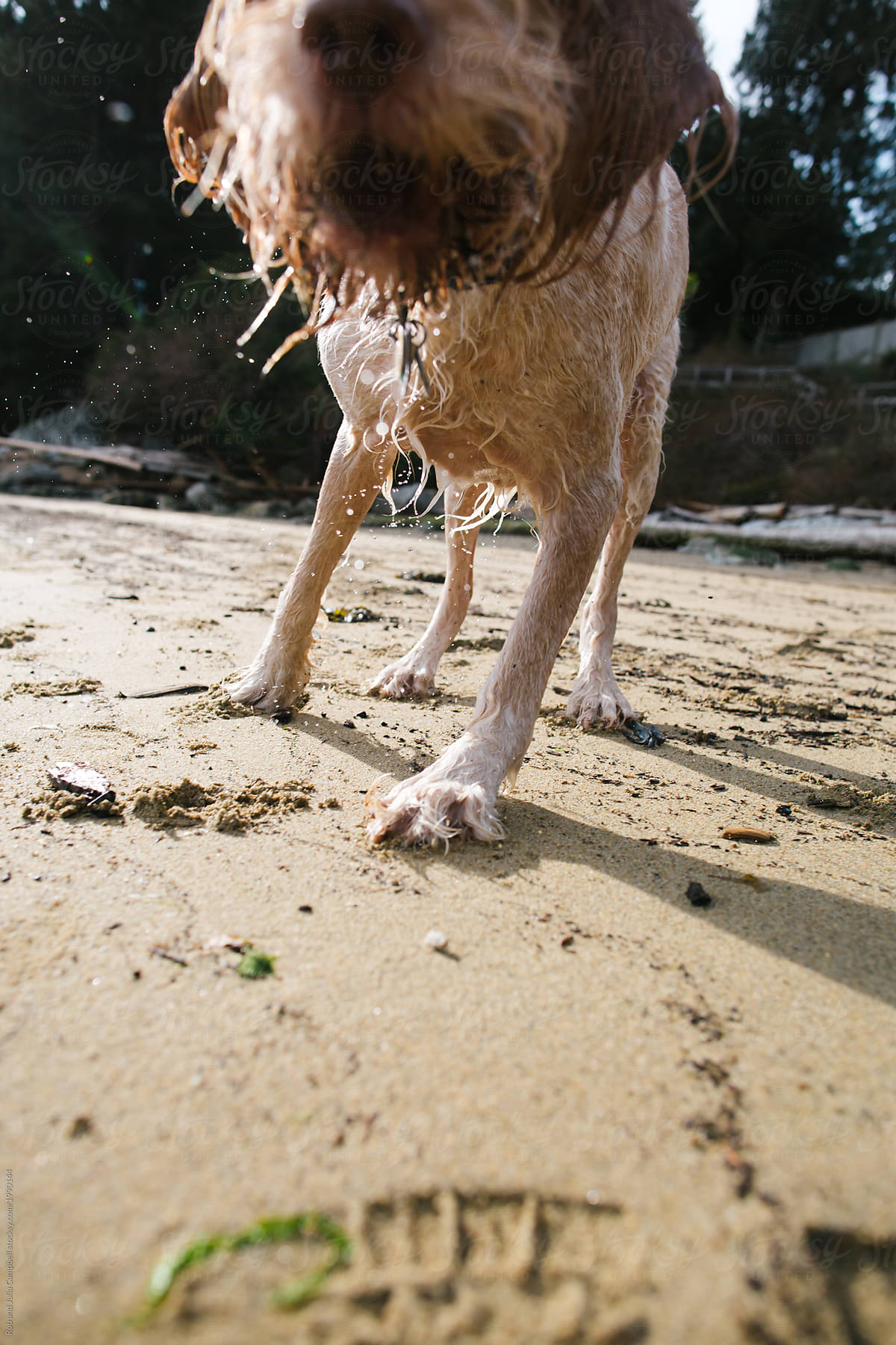 "Portrait Of Wet Dog On The Beach" by Stocksy Contributor "Rob And ...