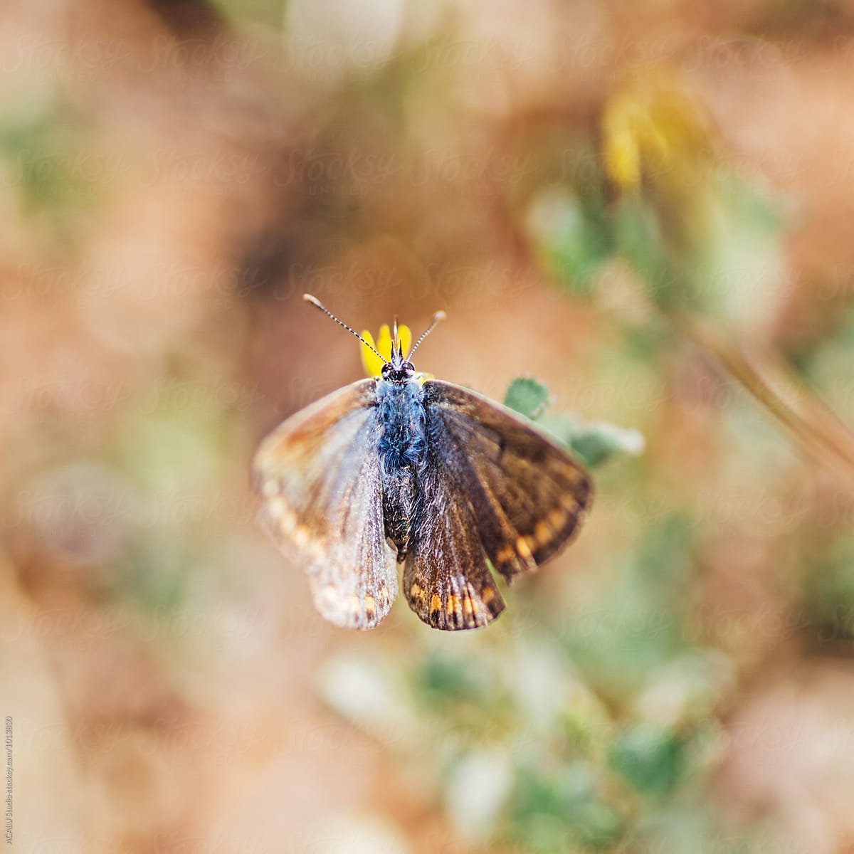 "Top View Butterfly Perched On A Flower" by Stocksy Contributor "ACALU ...