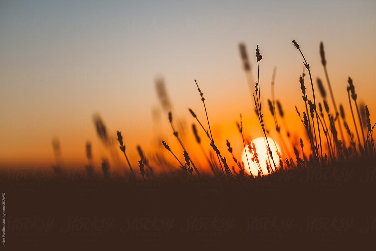 "Plants At Sunset" by Stocksy Contributor "Pardina Studio x Katya D ...