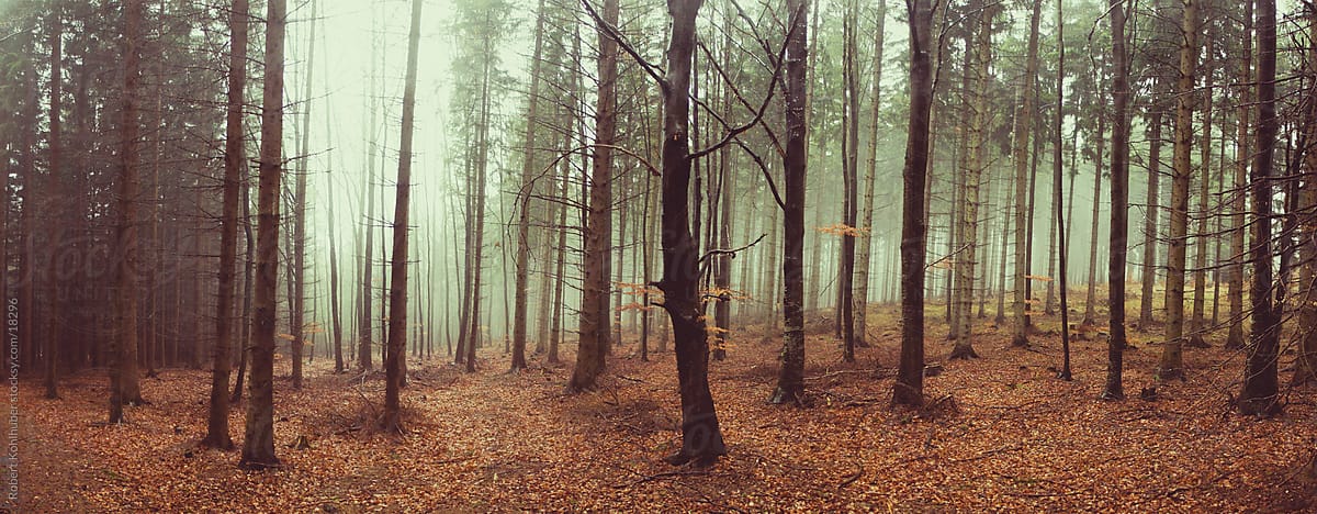 "Wet Forest At Autumn" by Stocksy Contributor "Robert Kohlhuber" - Stocksy