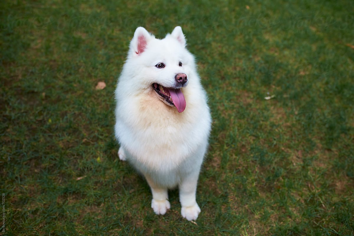 "One Samoyed Dog Outdoor" by Stocksy Contributor "Bo Bo" - Stocksy