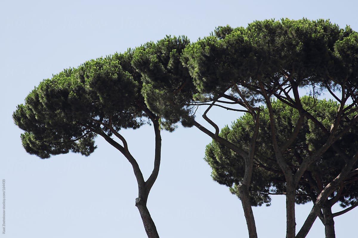 stone-pine-trees-against-a-clear-blue-sky-in-rome-by-stocksy