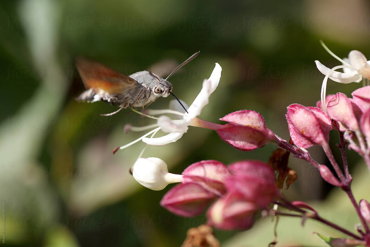 "Hummingbird Hawk-moth" by Stocksy Contributor "Marcel" - Stocksy