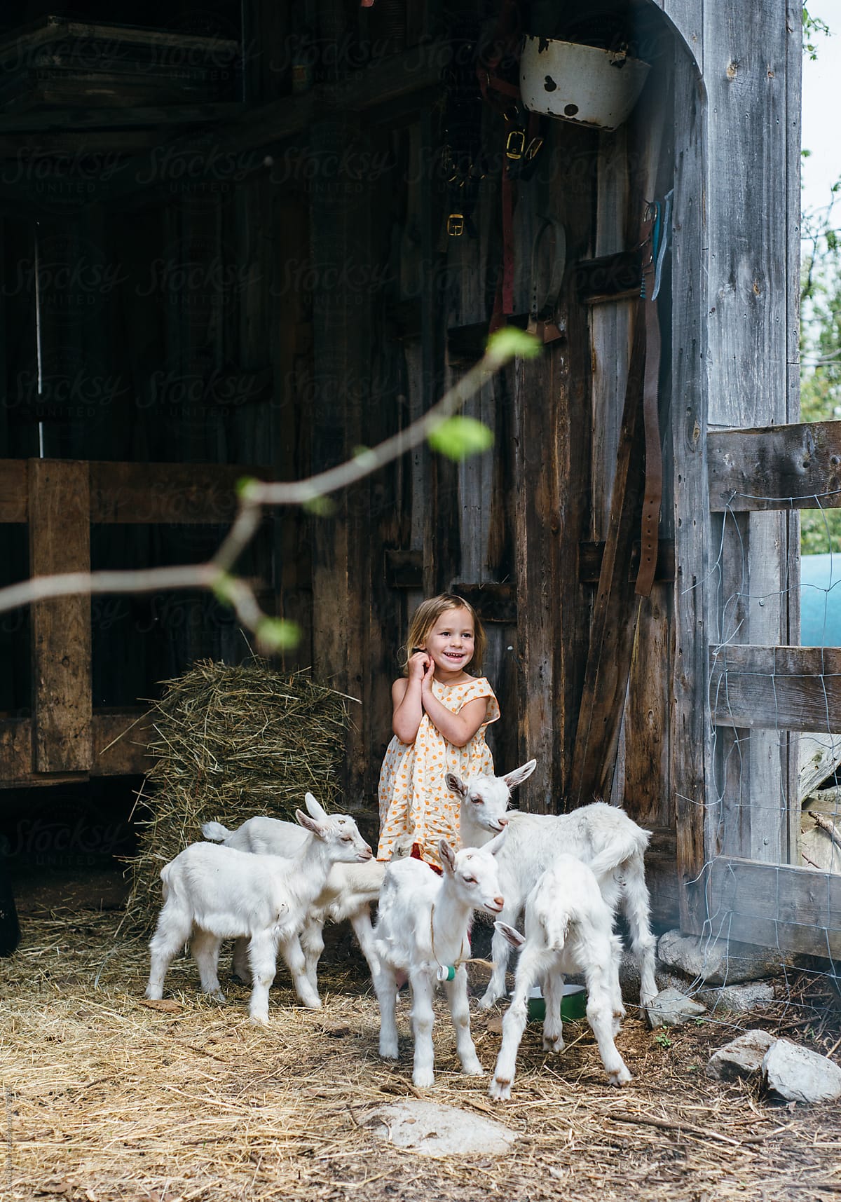"Farm Girl Plays With Her Goats In A Barn" by Stocksy Contributor "Cara ...
