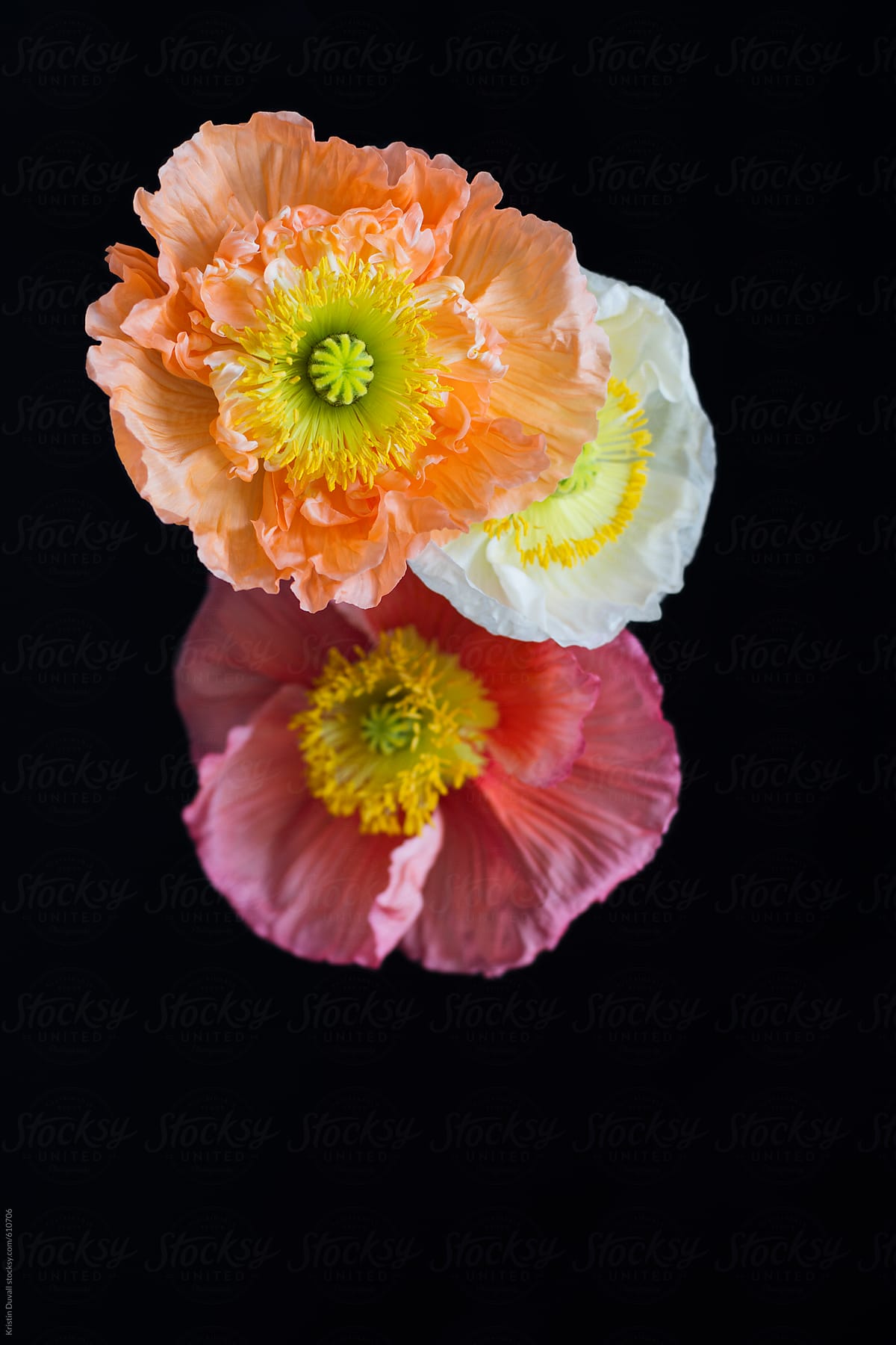 "Poppy Flowers Still Life" by Stocksy Contributor "Kristin Duvall ...
