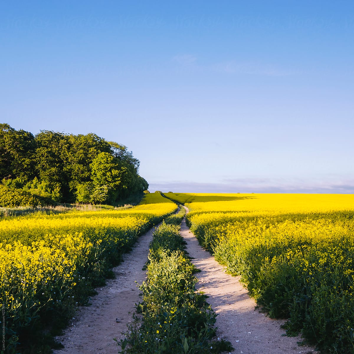 "Track Through A Field Of Yellow Rapeseed." by Stocksy Contributor ...