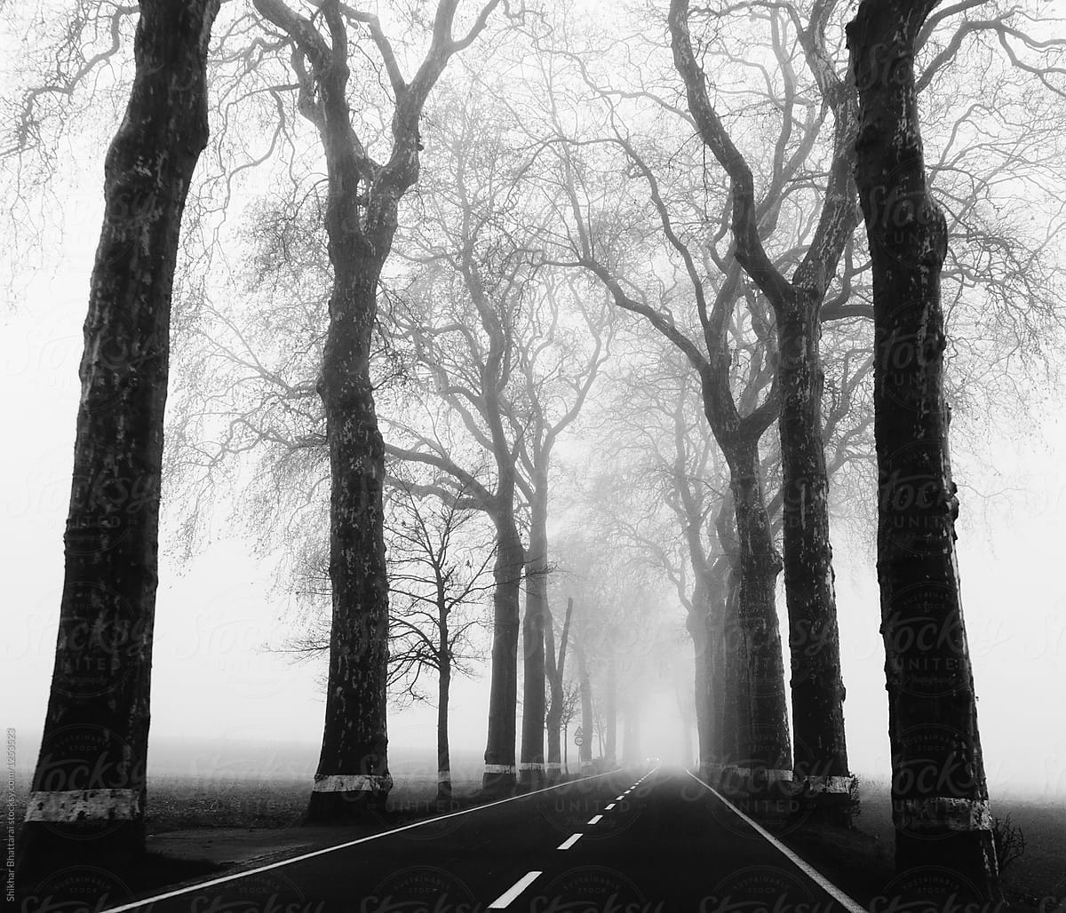 "Beautiful Empty Roads With Trees On The Either Side." by Stocksy ...