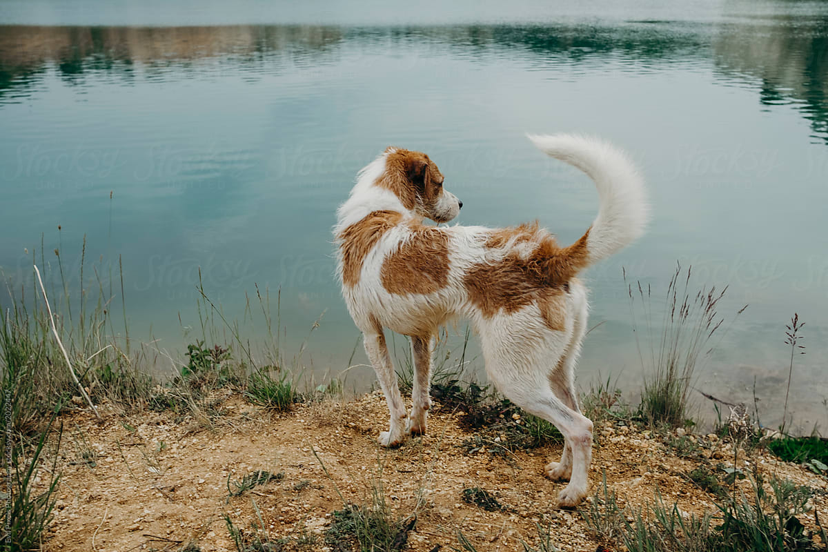 "Dog By The Lake" by Stocksy Contributor "Studio KME" - Stocksy