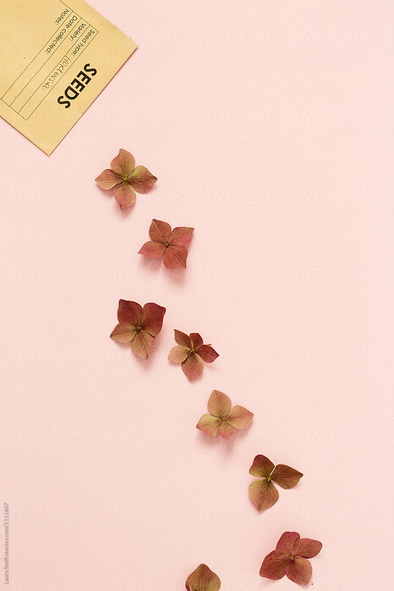 Flowers Falling Down From Seeds Envelope Del Colaborador De Stocksy Flowers Falling Down From Seeds Envelope Del Colaborador De Stocksy