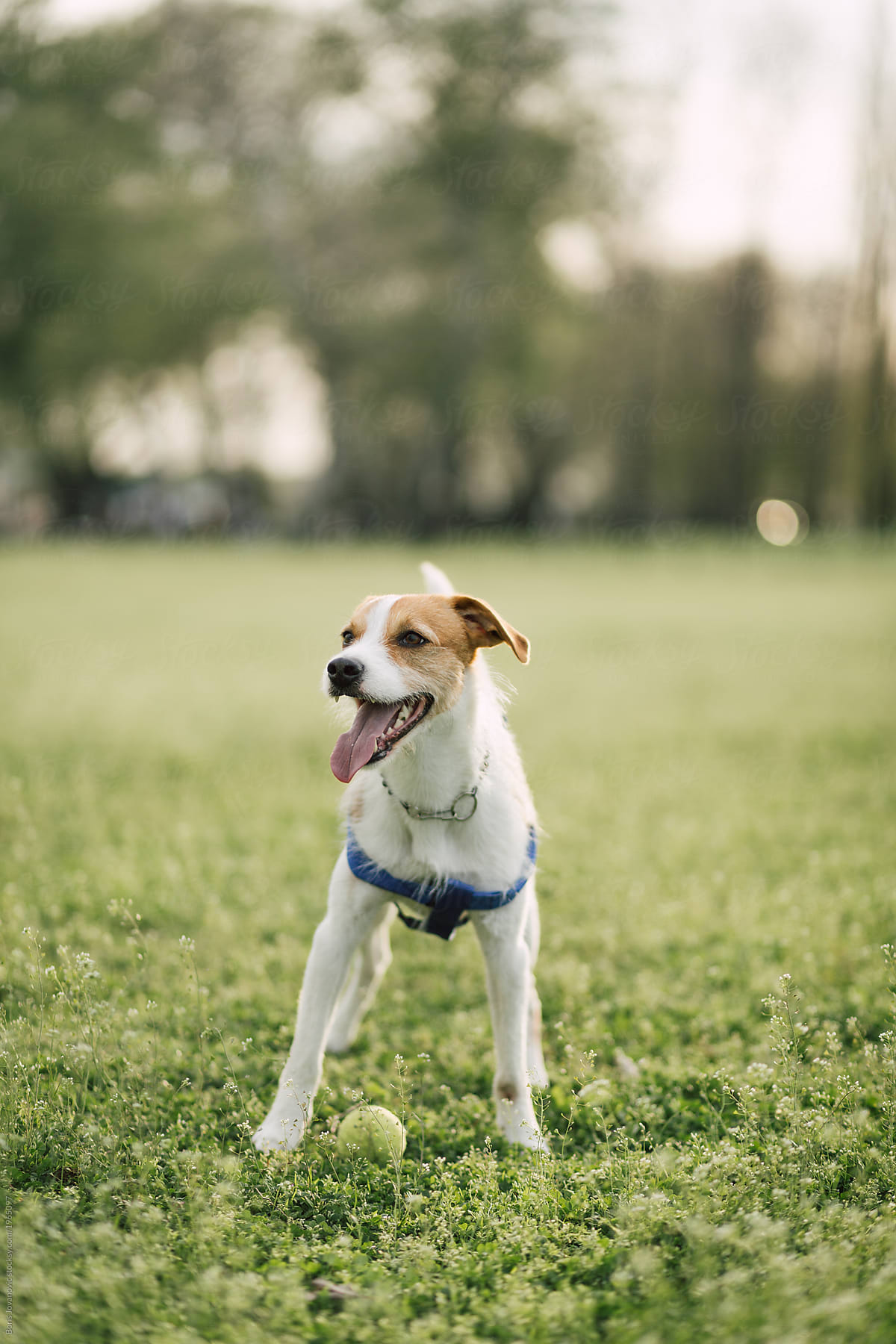 "Two Dogs Playing In The Open Field" by Stocksy Contributor "Boris ...